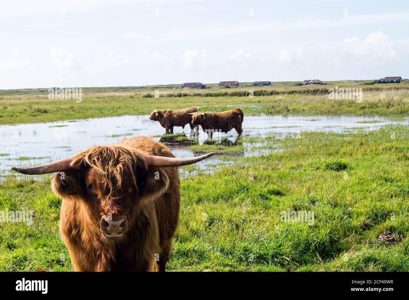 Long haired scottish Highland cattle Stock Photo - Alamy