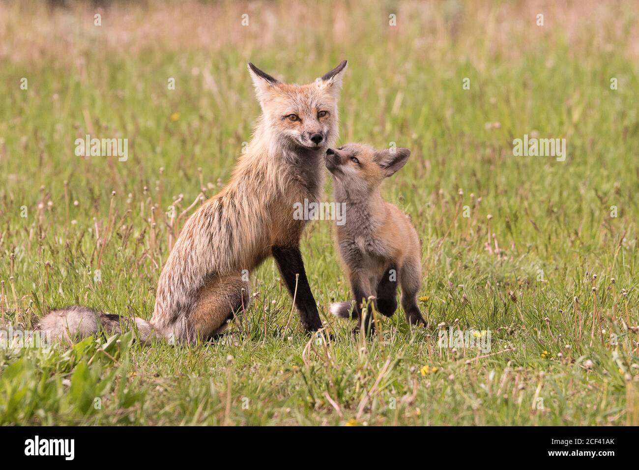 Red fox and kit Stock Photo - Alamy