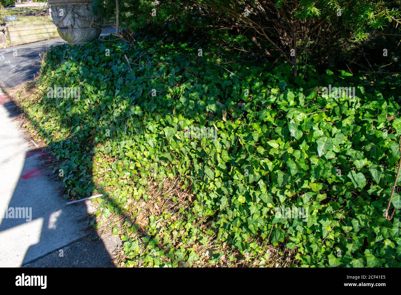 Ivy flower border hi-res stock photography and images - Alamy