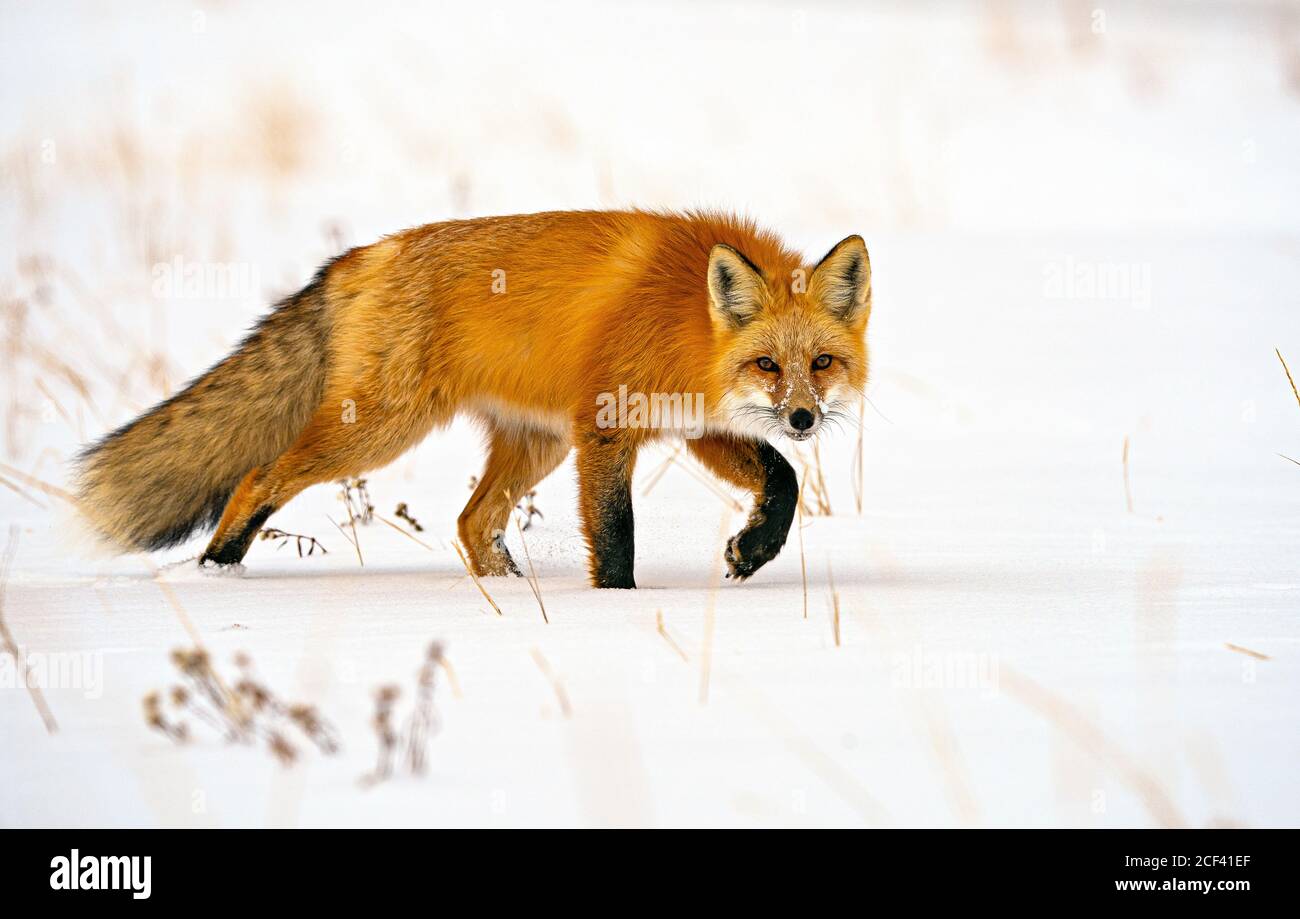 Adult red fox in forest hi-res stock photography and images - Alamy