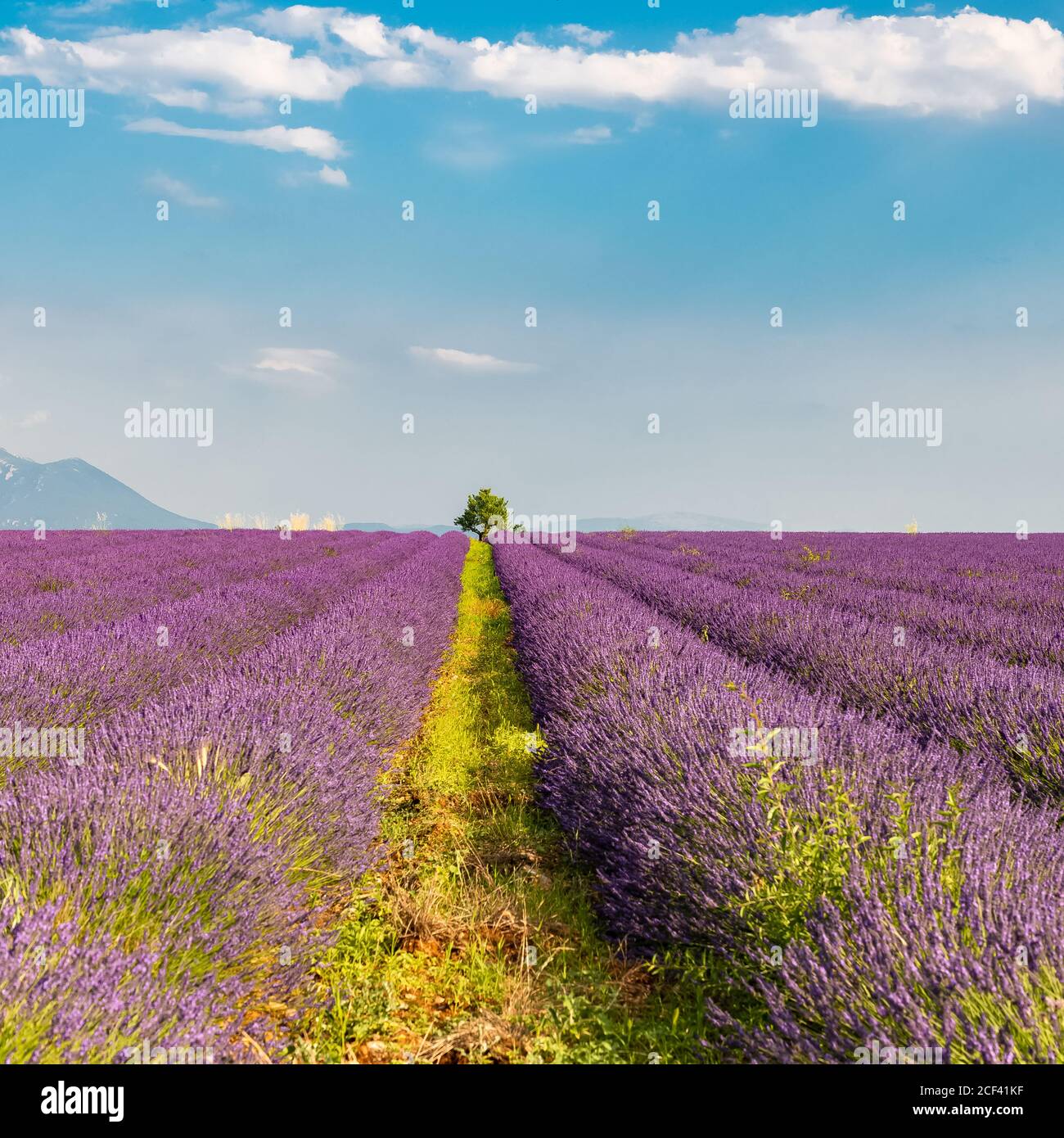 Lavender field in Provence, beautiful landscape in spring Stock Photo ...