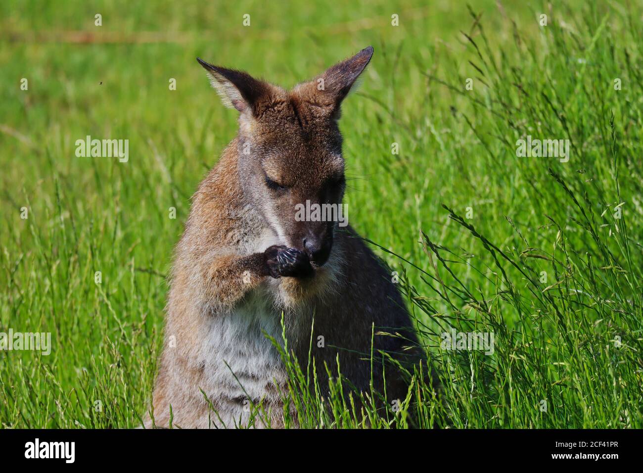 Closeup of The Red-Necked Wallaby or Bennett's Wallaby (Macropus ...