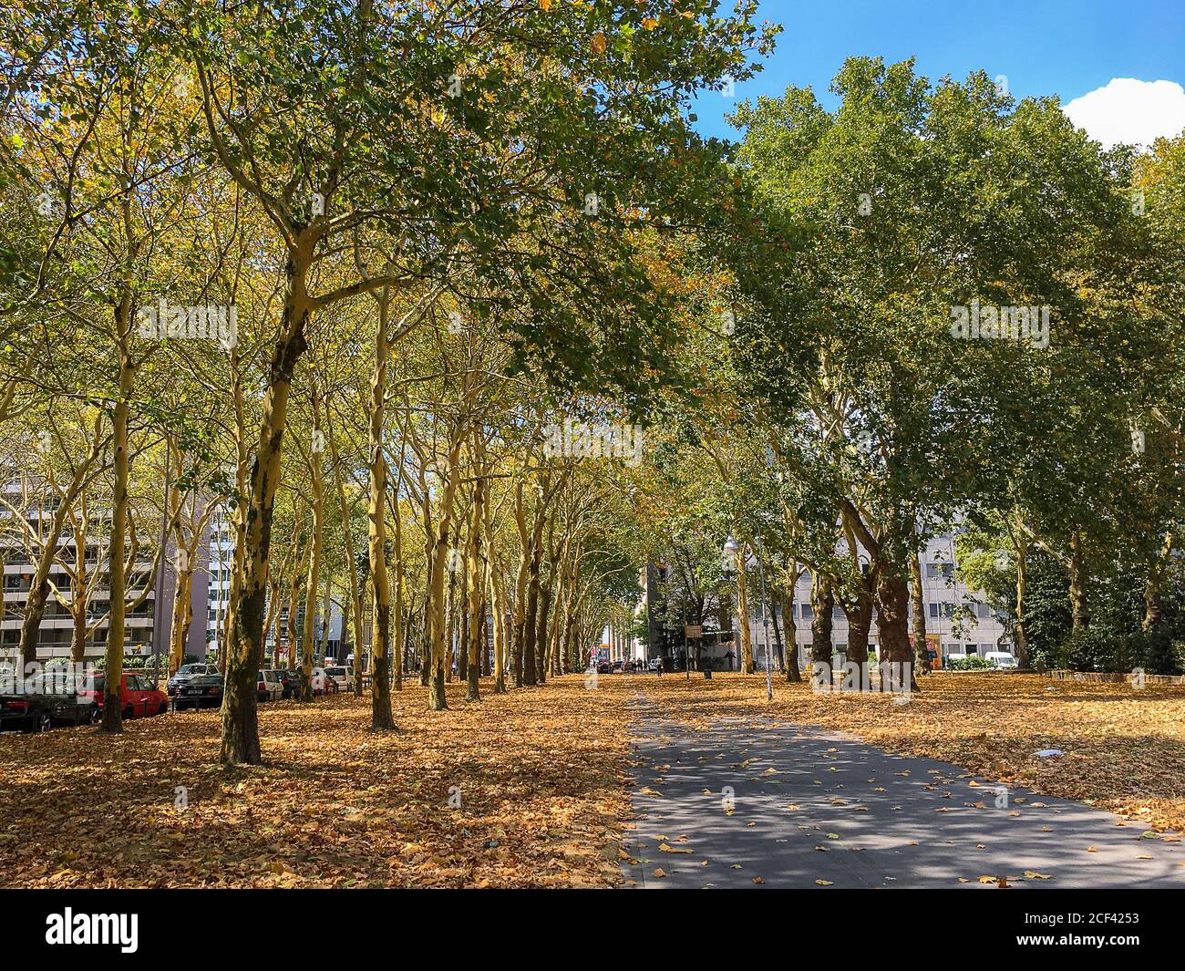 Tree covered pathway hi-res stock photography and images - Alamy