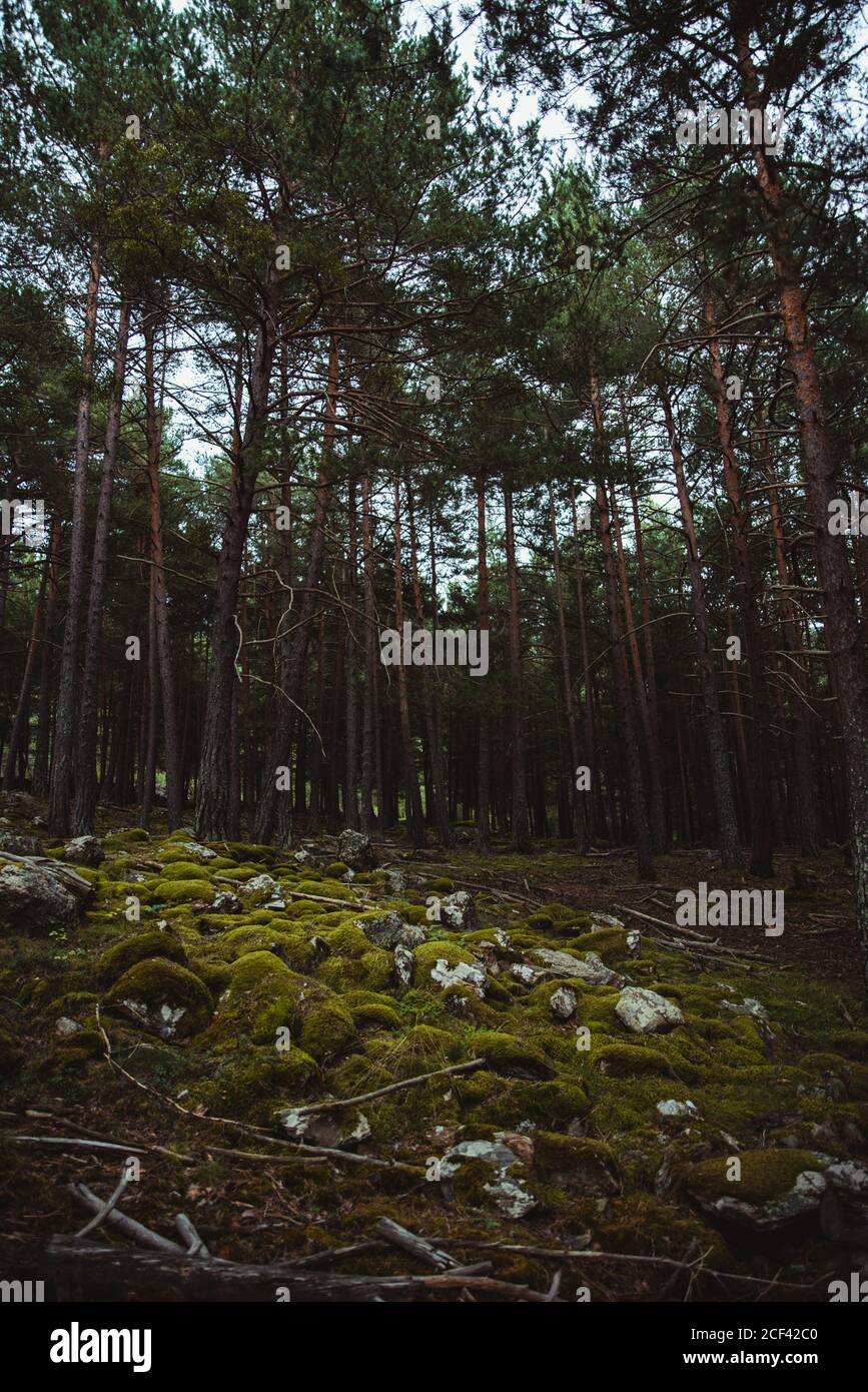 Calm green forest in daylight Stock Photo - Alamy