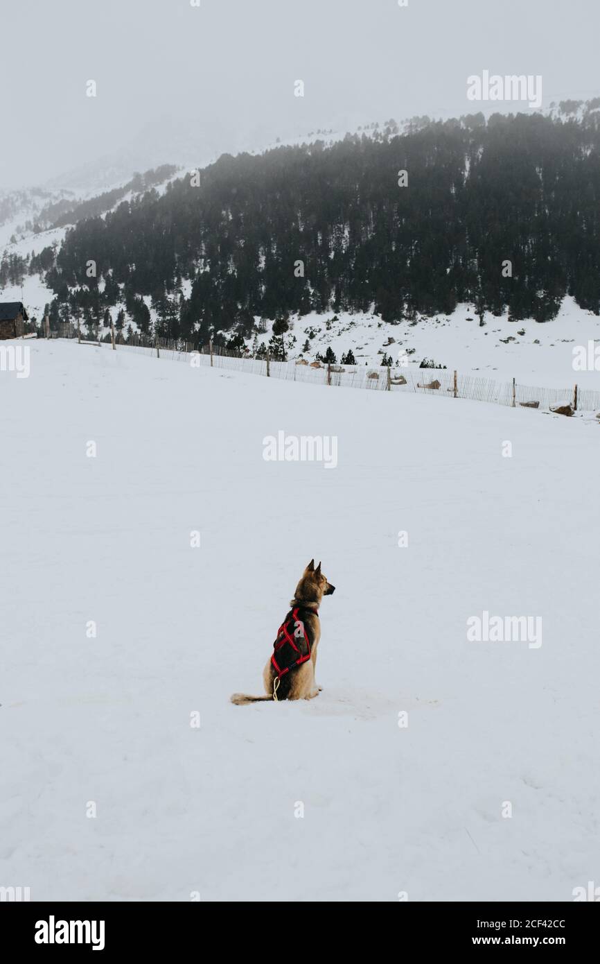 German shepherd sitting on white show in cold winder day in majestic ...