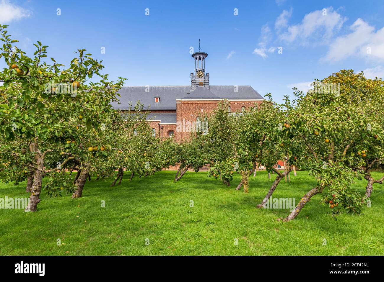 Fruit orchard apple trees along a church ready for harvest during ...