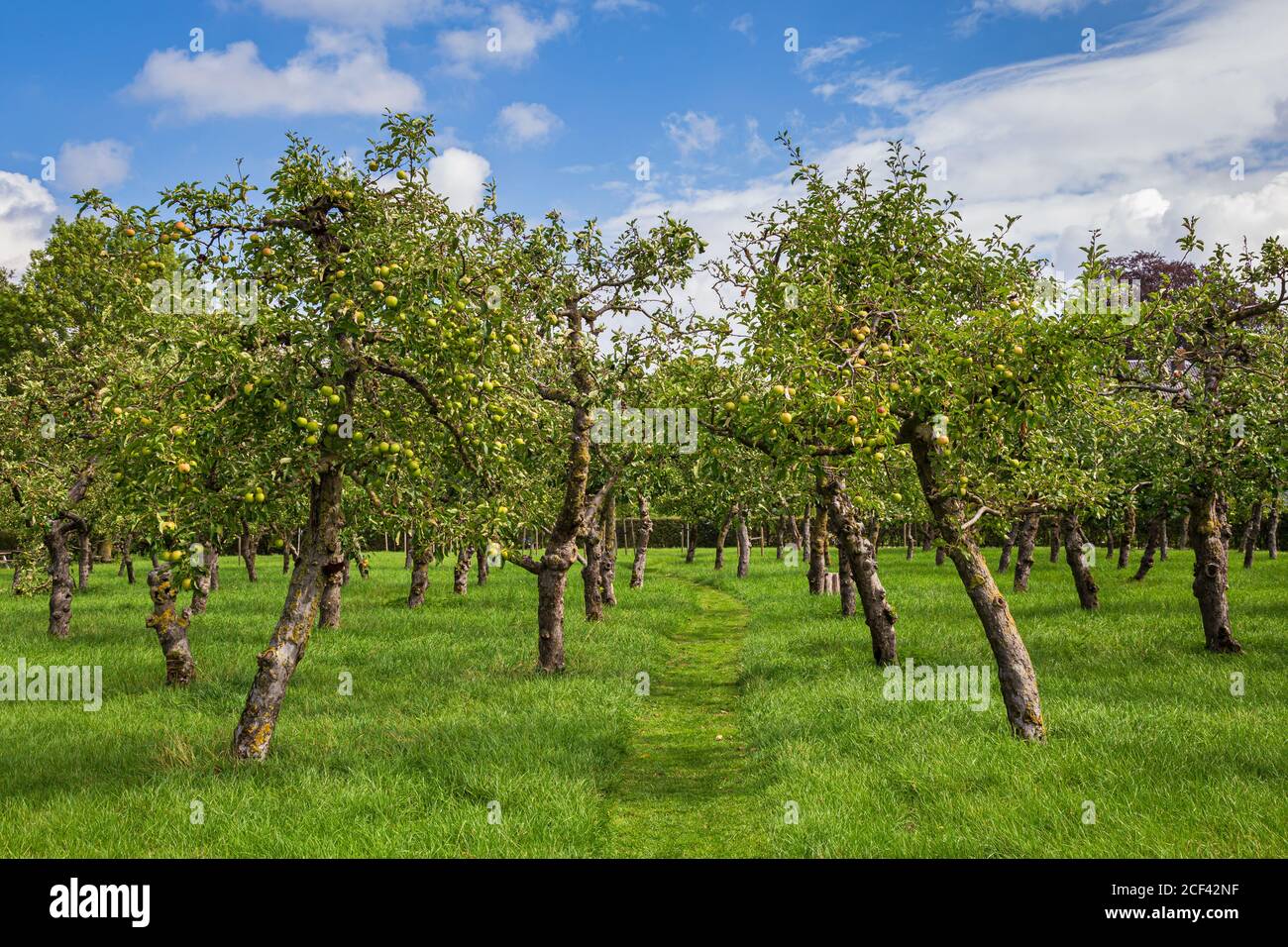 Fruit trees apple orchard tree agriculture nature farm grass branch hi ...