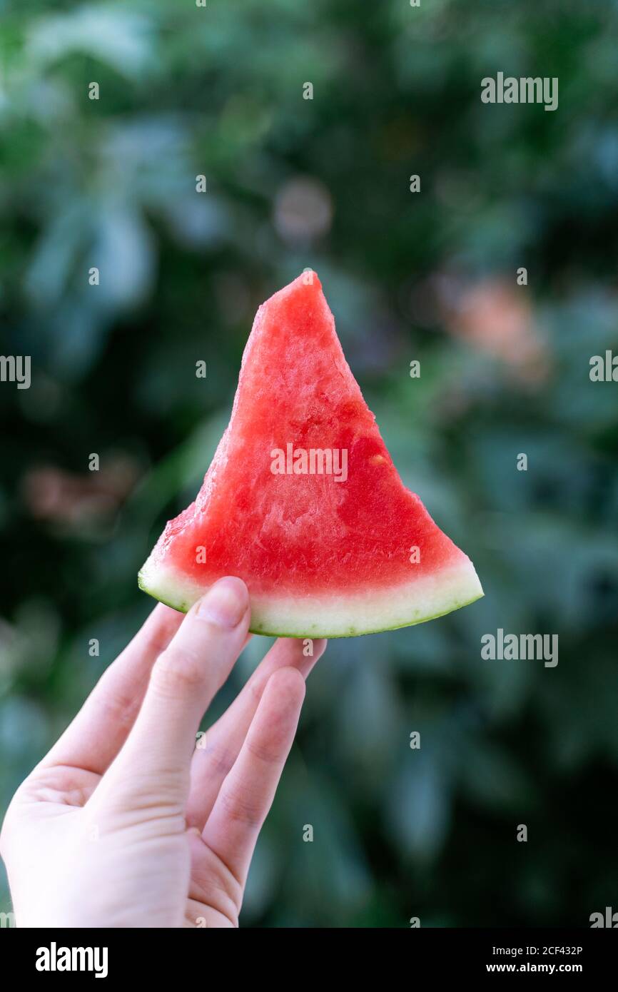Crop female hand holding ripe red watermelon on blurred background of ...