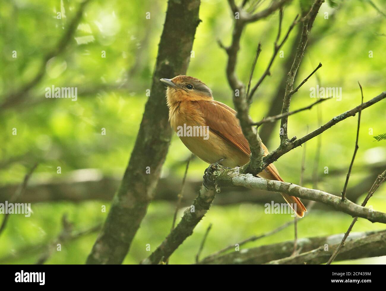 Becard hi-res stock photography and images - Alamy