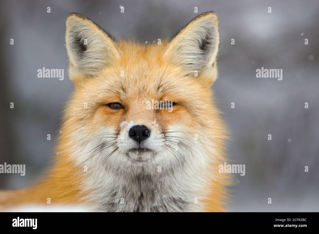 Red Fox in snow Stock Photo - Alamy