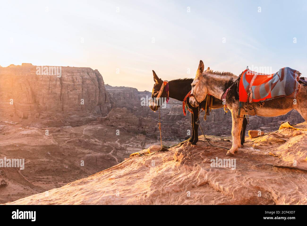 Donkeys standing together on edge of mountain under rocky terrain dry ...
