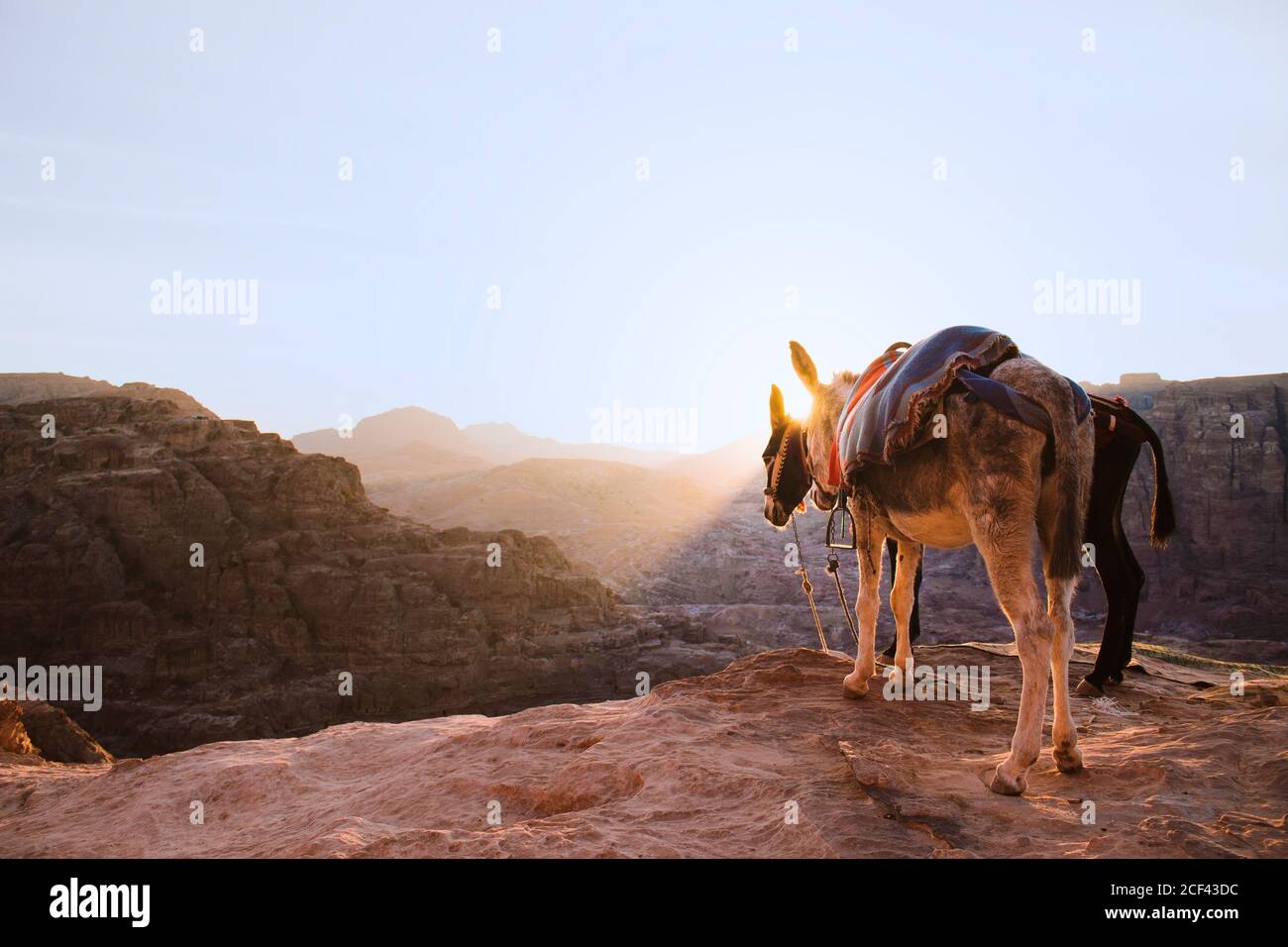 Donkeys standing together on edge of mountain under rocky terrain dry ...