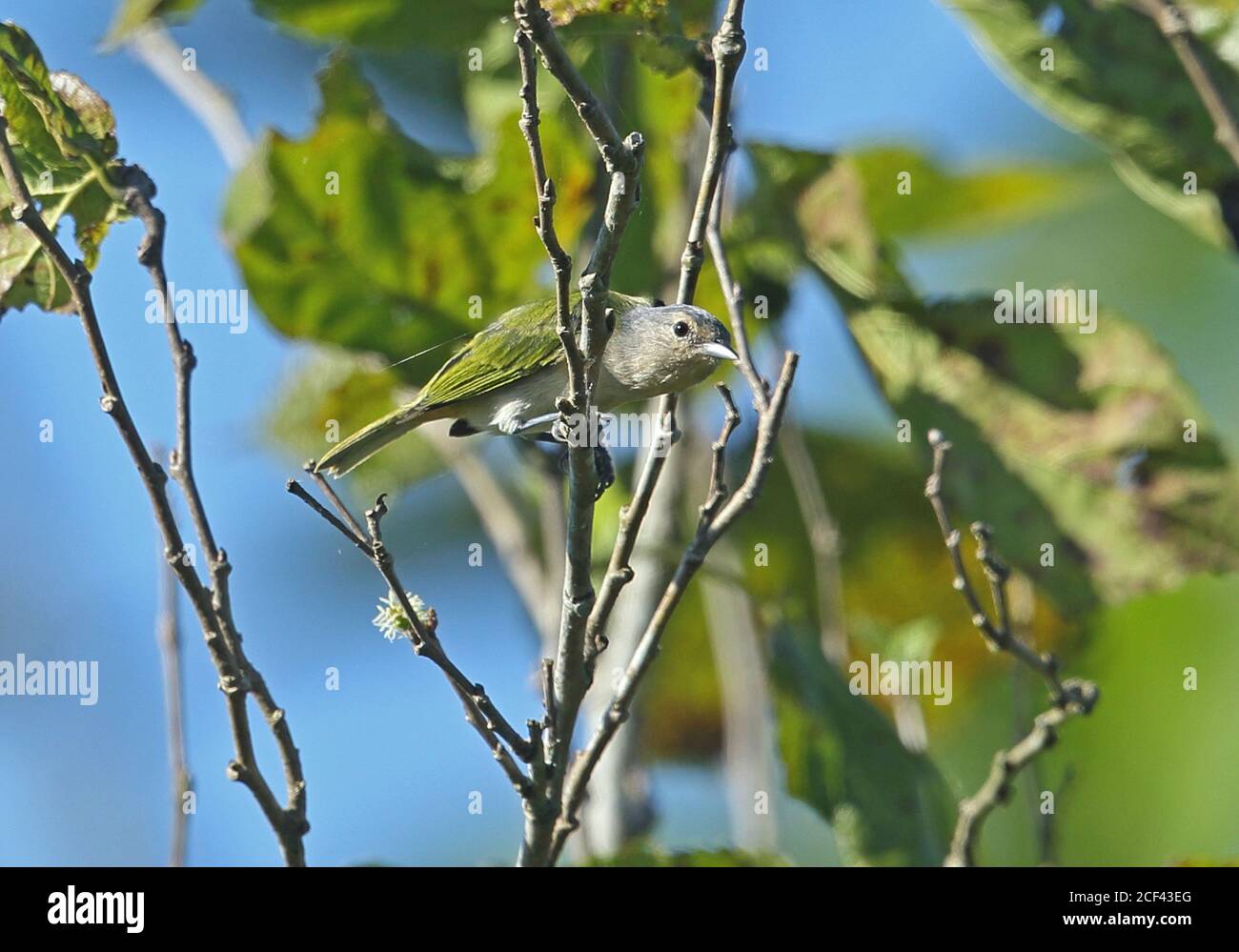 Chestnut-vented Conebill (Conirostrum speciosum speciosum) adult female ...