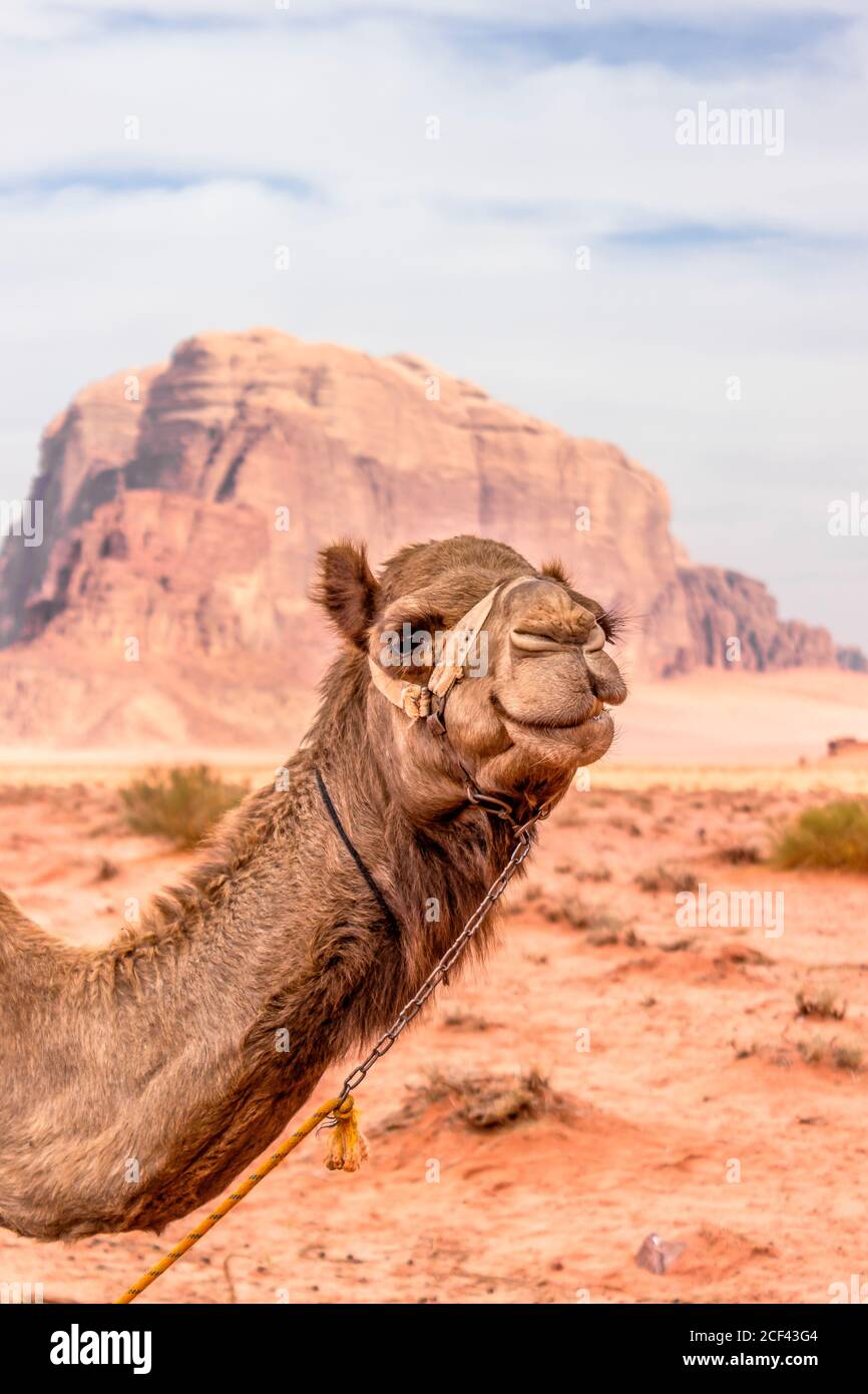 Camel plants hi-res stock photography and images - Alamy