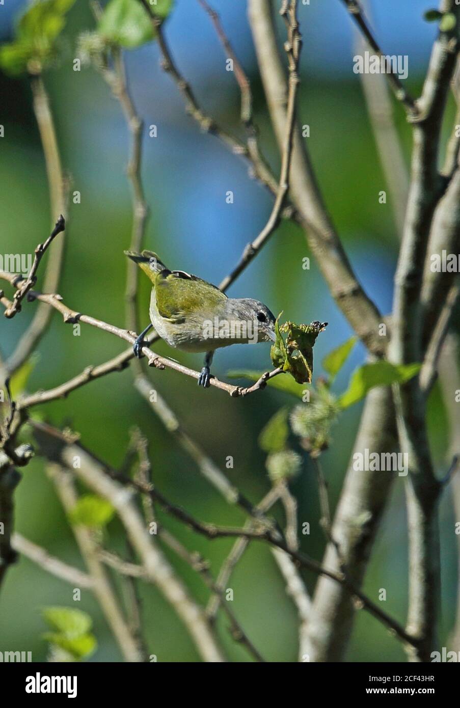 Chestnut-vented Conebill (Conirostrum speciosum speciosum) adult female ...
