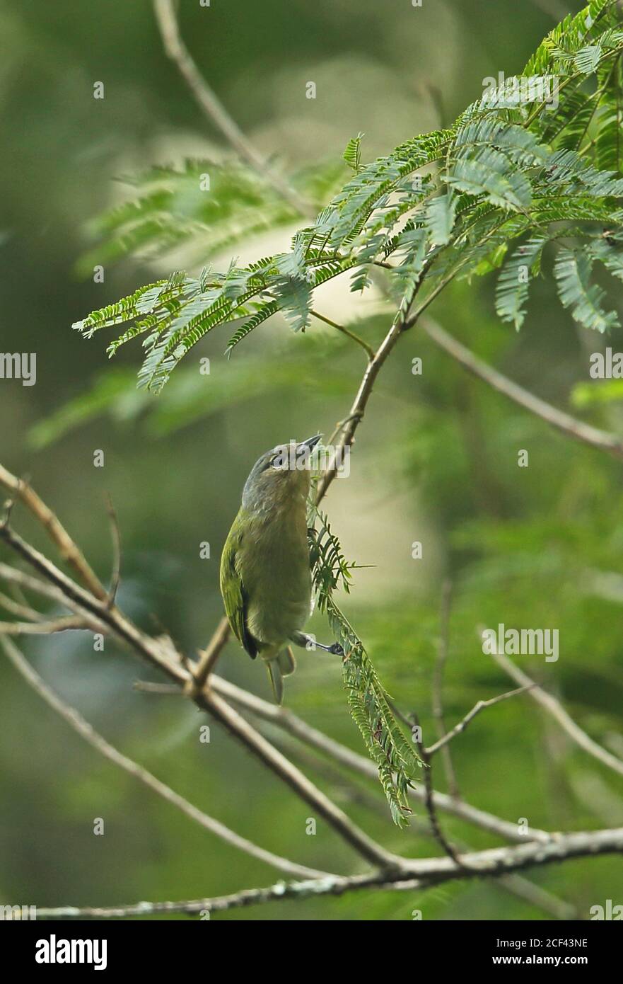 Chestnut-vented Conebill (Conirostrum speciosum speciosum) adult female ...