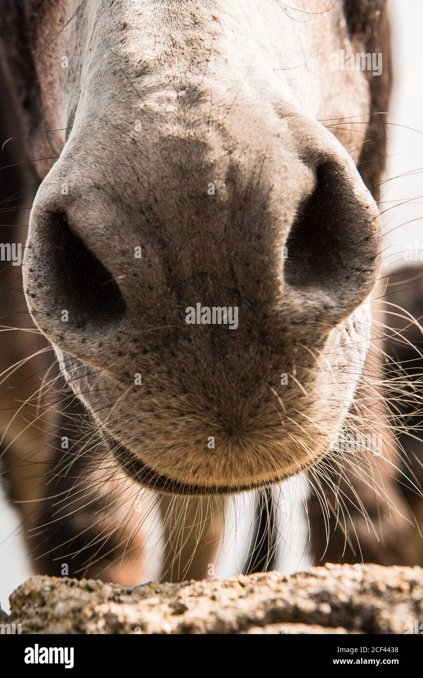 Am donkey hi-res stock photography and images - Alamy