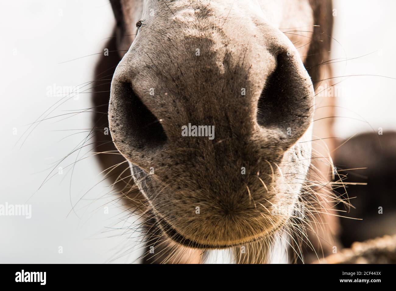 crop donkey nose standing at cloudy background Stock Photo - Alamy
