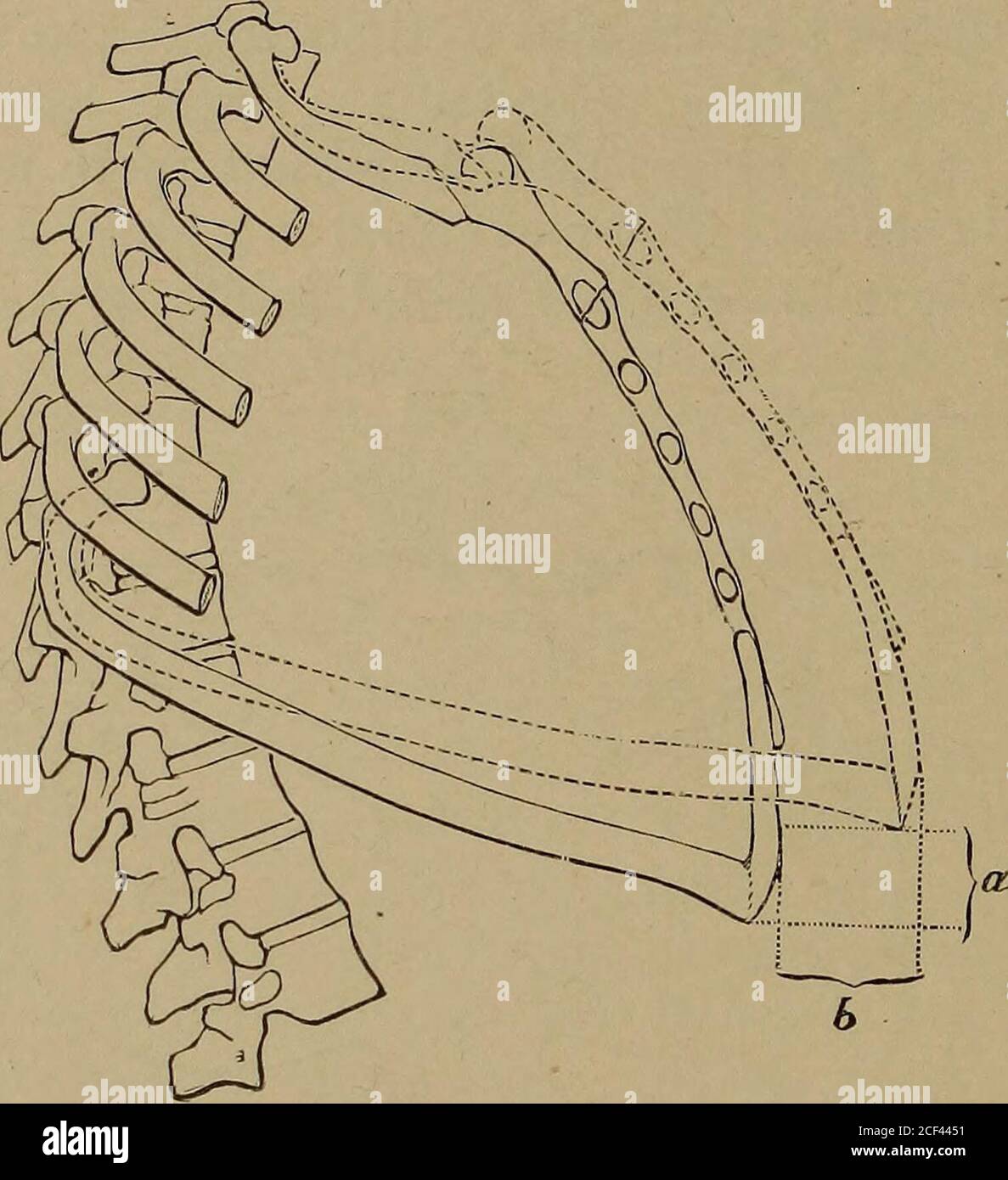 . Applied anatomy and kinesiology. Fig. 126.—Position of the lungs in ...