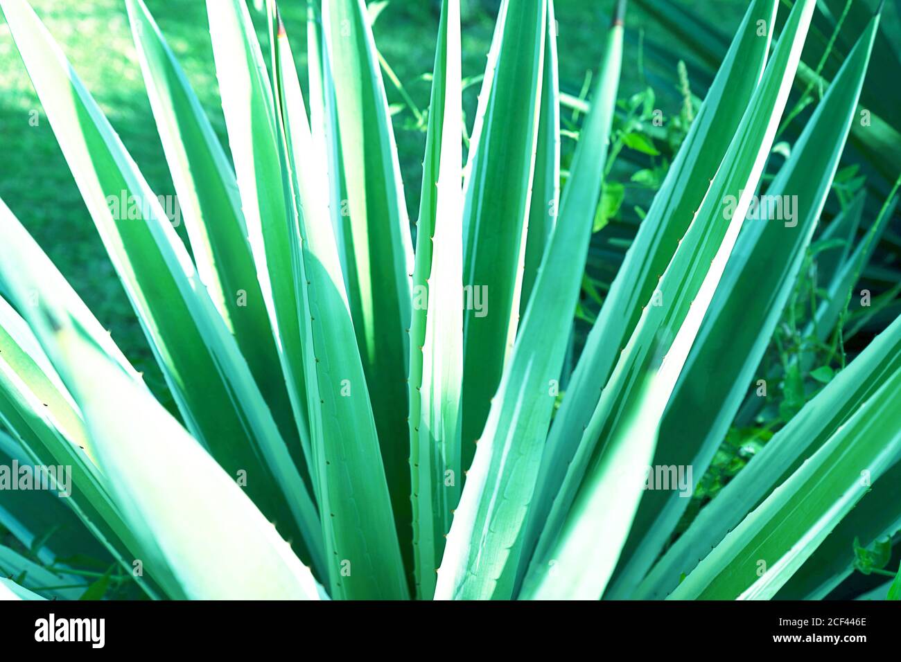Abstract striped natural background. Details of variegated spanish ...