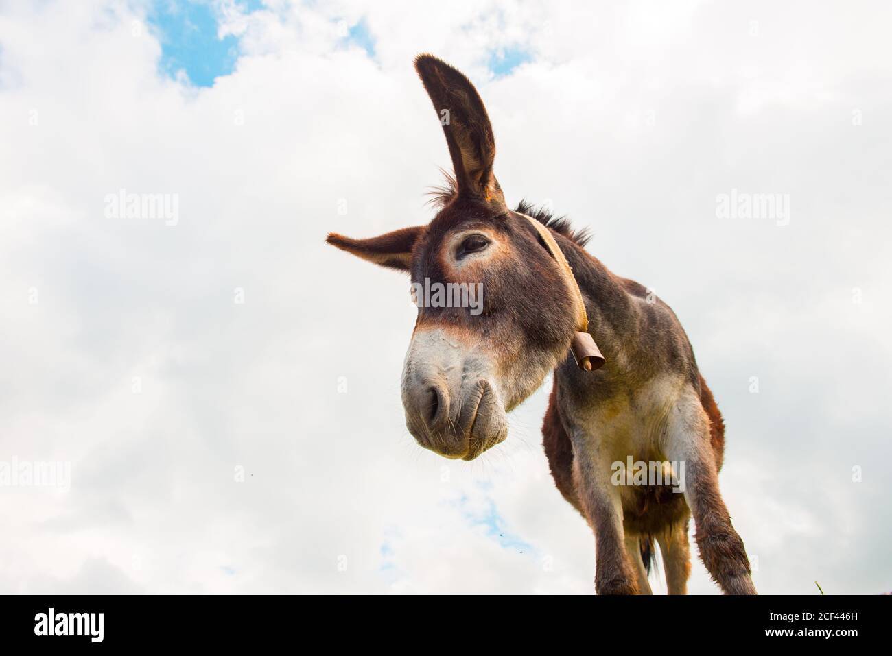 Donkey looking camera hi-res stock photography and images - Alamy