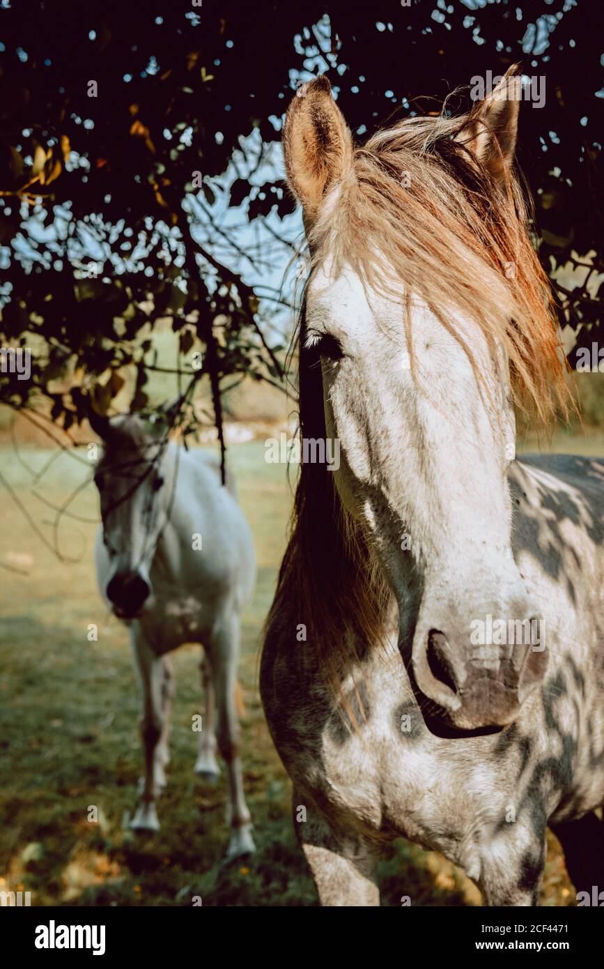 Herd horses pasturing near hi-res stock photography and images - Alamy