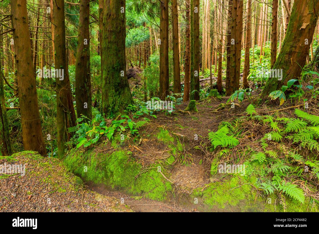 mystic green forest ground with roots in Lagoa do Canario, on Sao ...