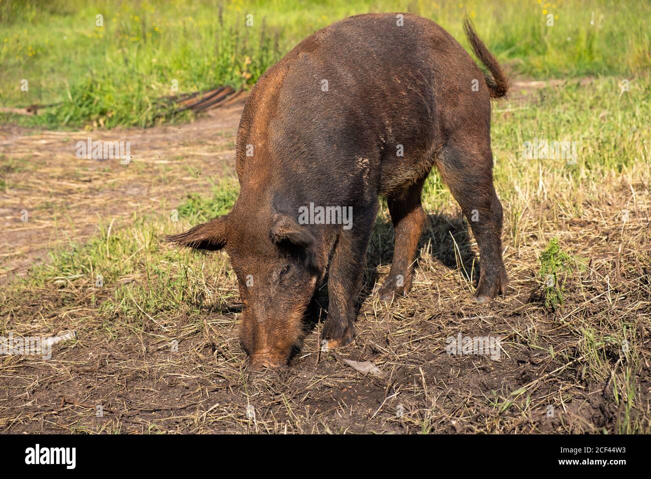 Pig like animals hi-res stock photography and images - Alamy