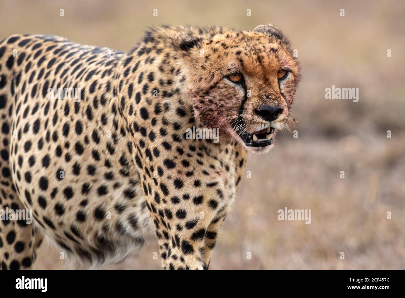 Cheetah with bloody face hi-res stock photography and images - Alamy