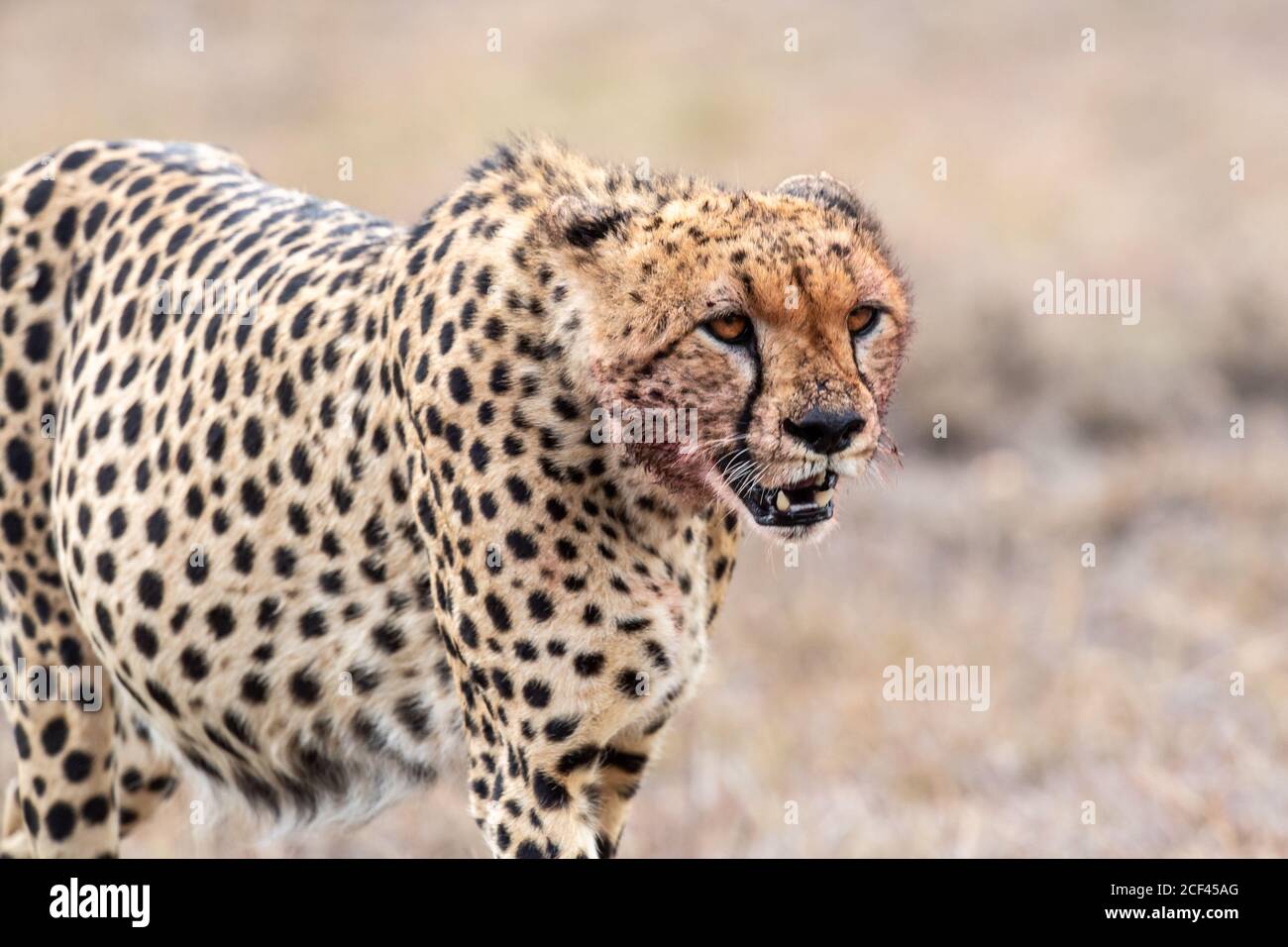 Bloody face of cheetah (Acinonyx jubatus) after devouring kill in Kenya ...