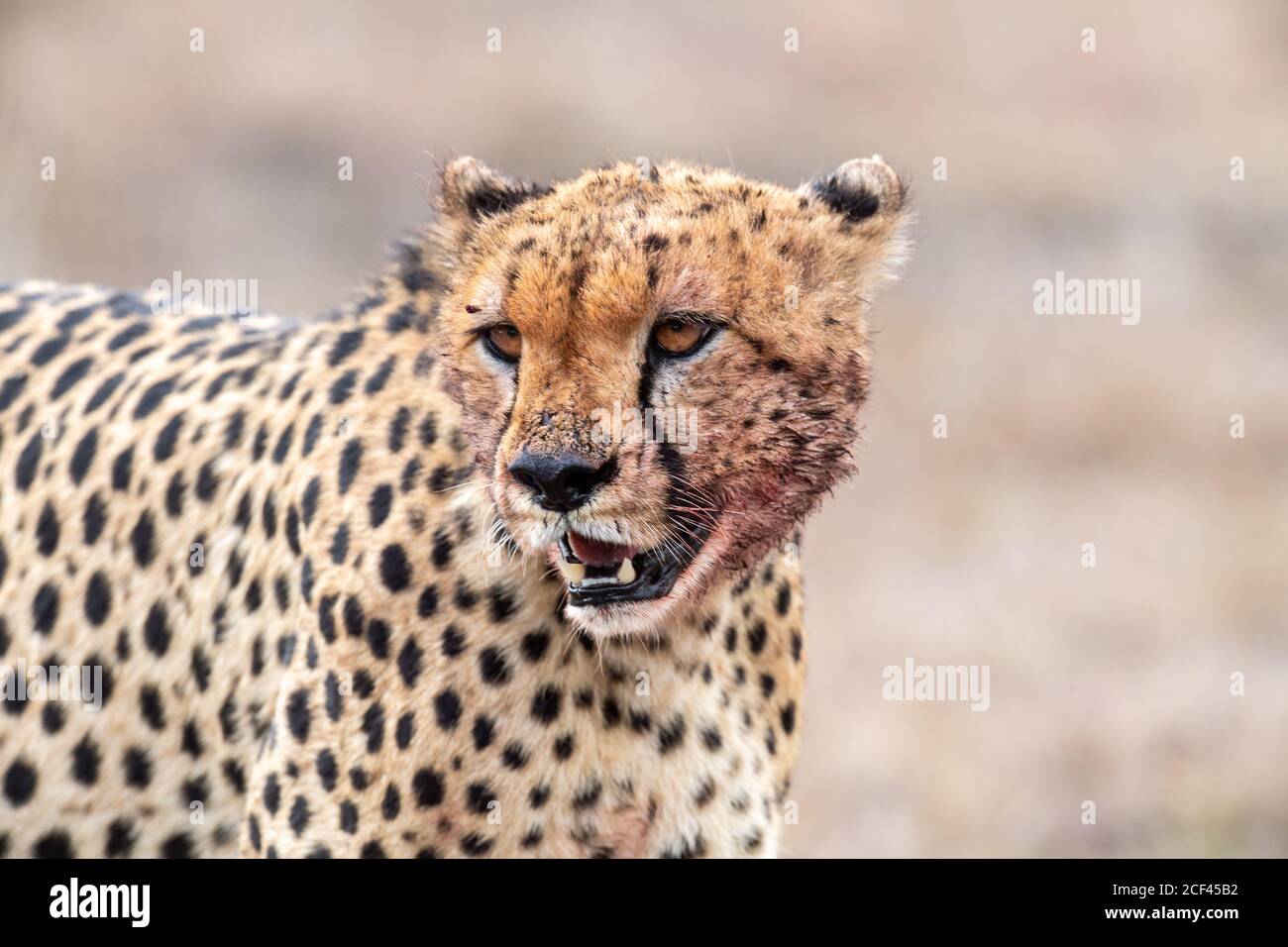 Bloody face of cheetah (Acinonyx jubatus) after devouring kill in Kenya ...