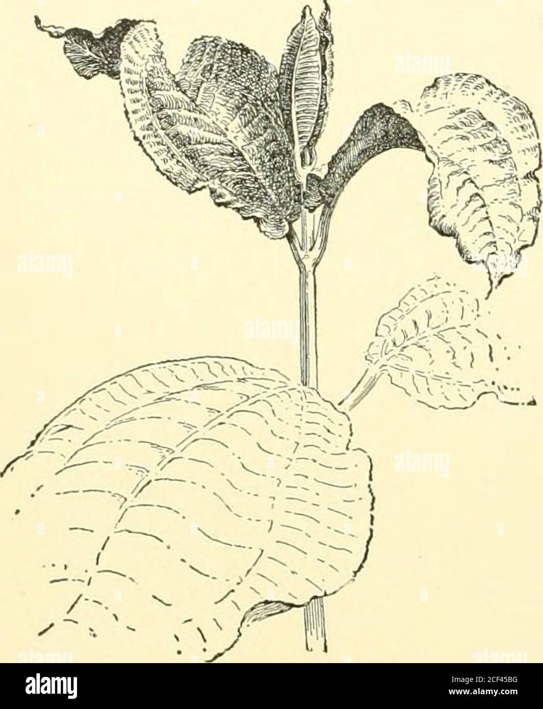 Miconia tree hi-res stock photography and images - Alamy