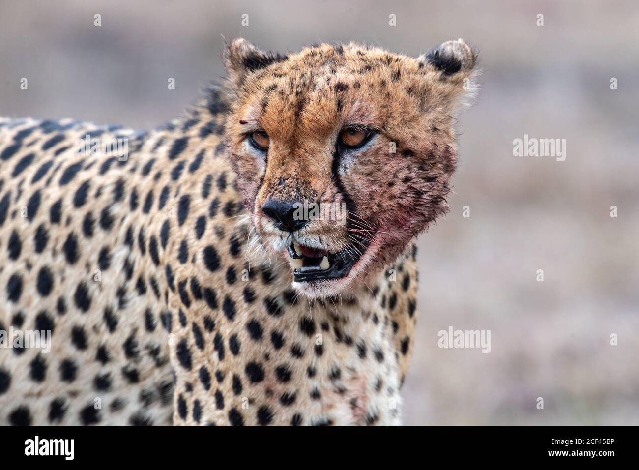 Bloody face of cheetah (Acinonyx jubatus) after devouring kill in Kenya ...