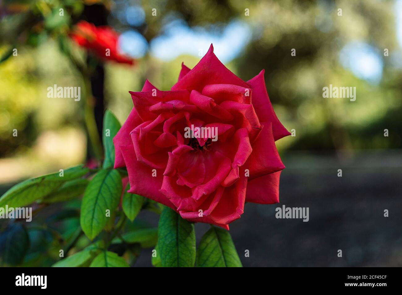 Real rose flower hi-res stock photography and images - Alamy