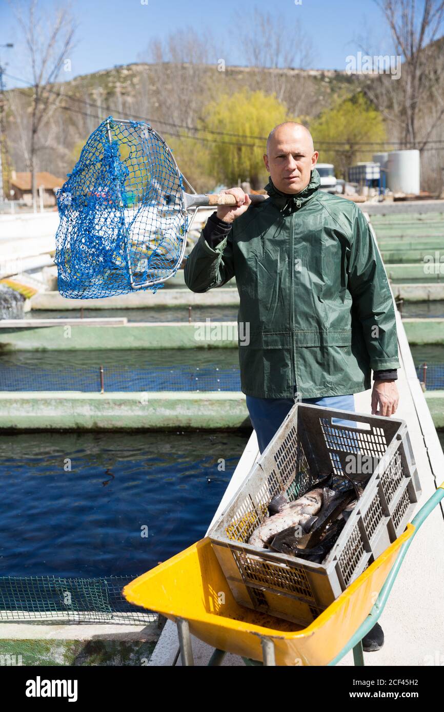Male fish farm worker fishing with net sturgeon at reservoir Stock ...