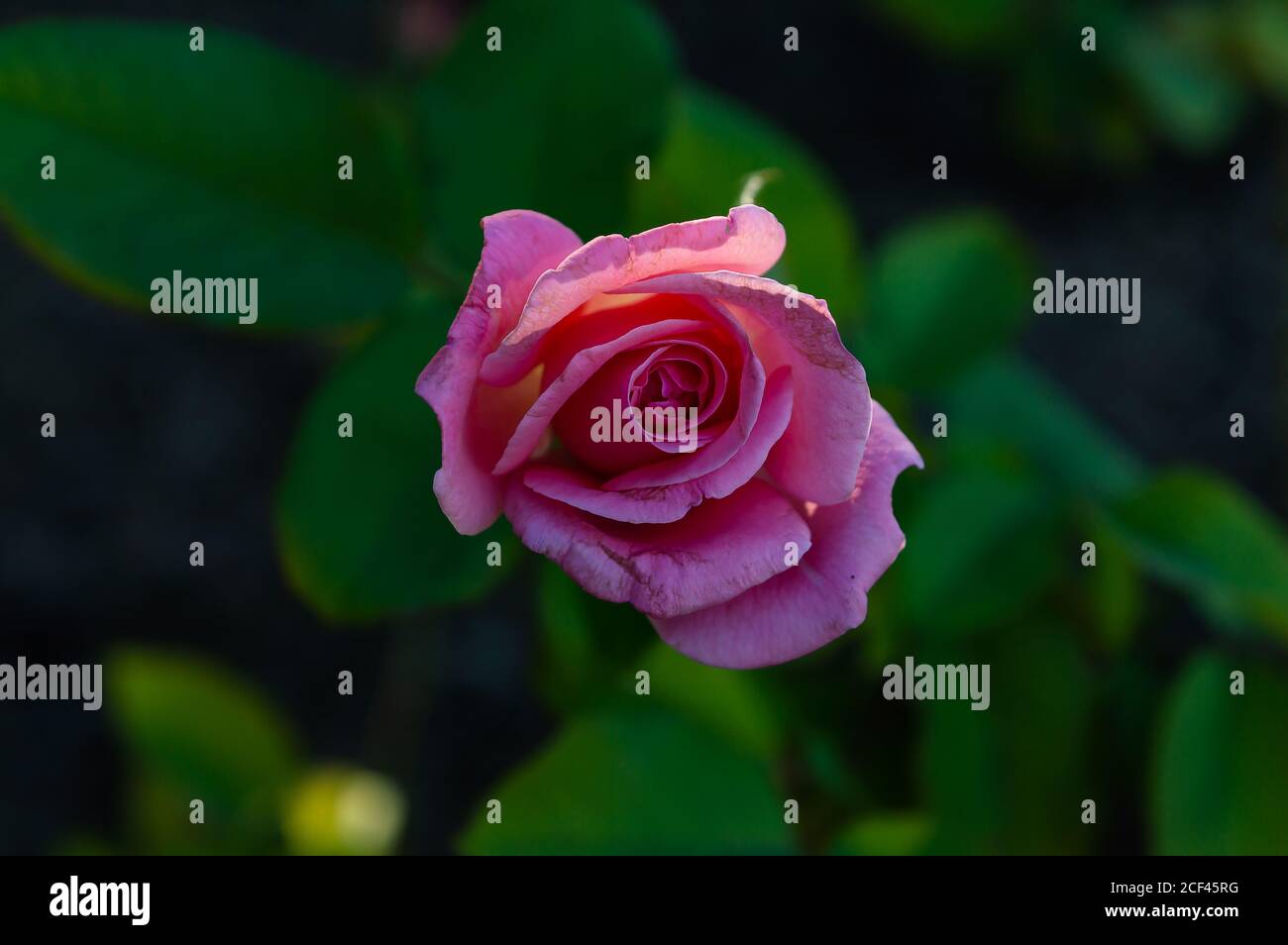 Real rose flower hi-res stock photography and images - Alamy