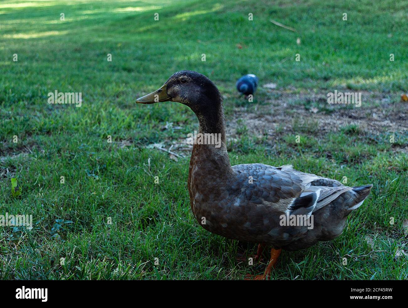duck standing on a meadow Stock Photo - Alamy