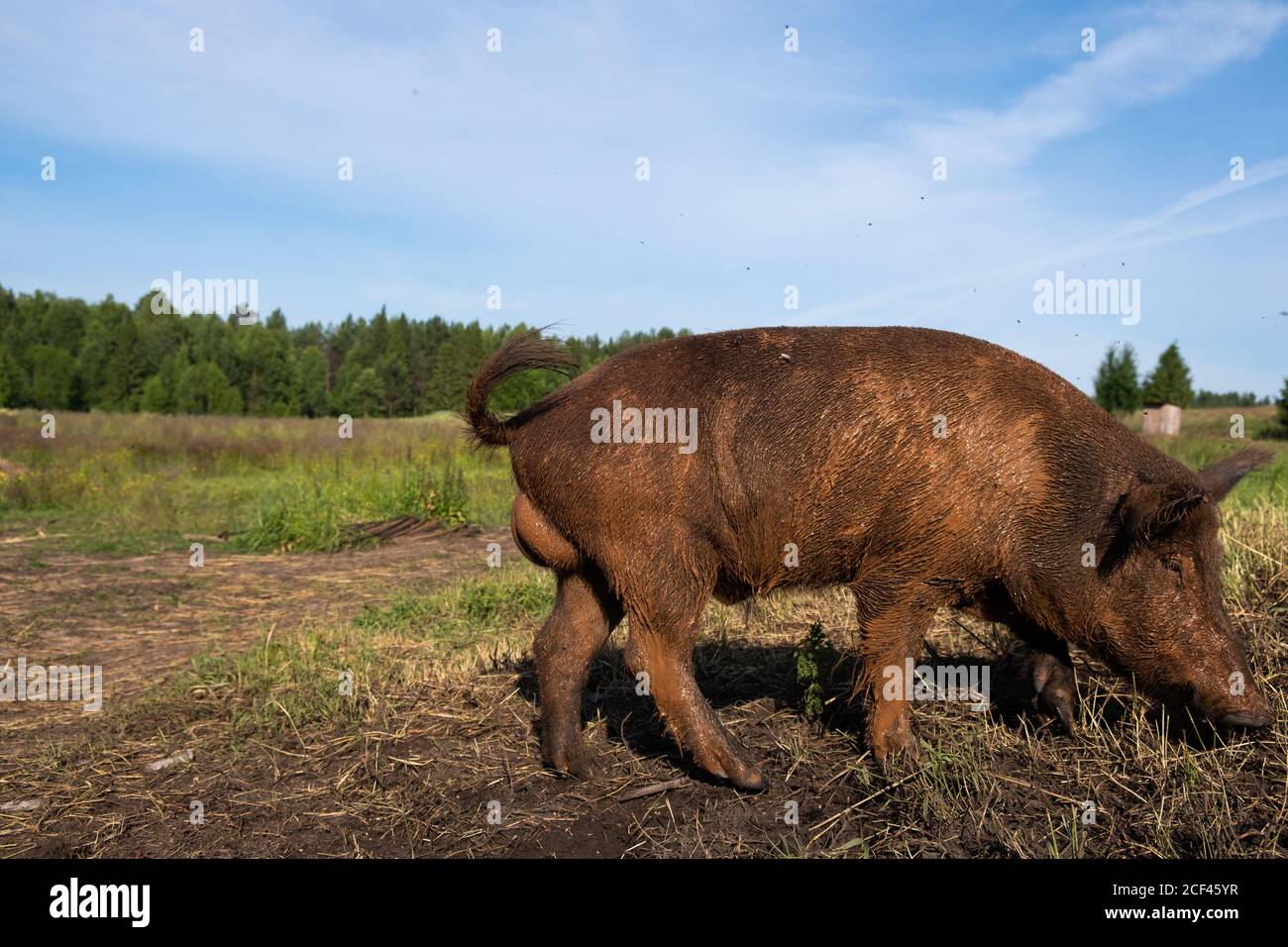 Pig like animals hi-res stock photography and images - Alamy