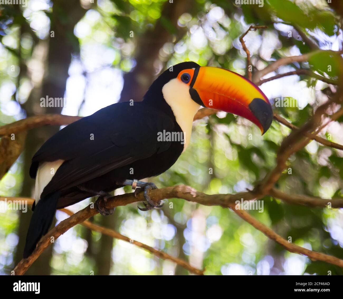 Toco toucan largest species hi-res stock photography and images - Alamy