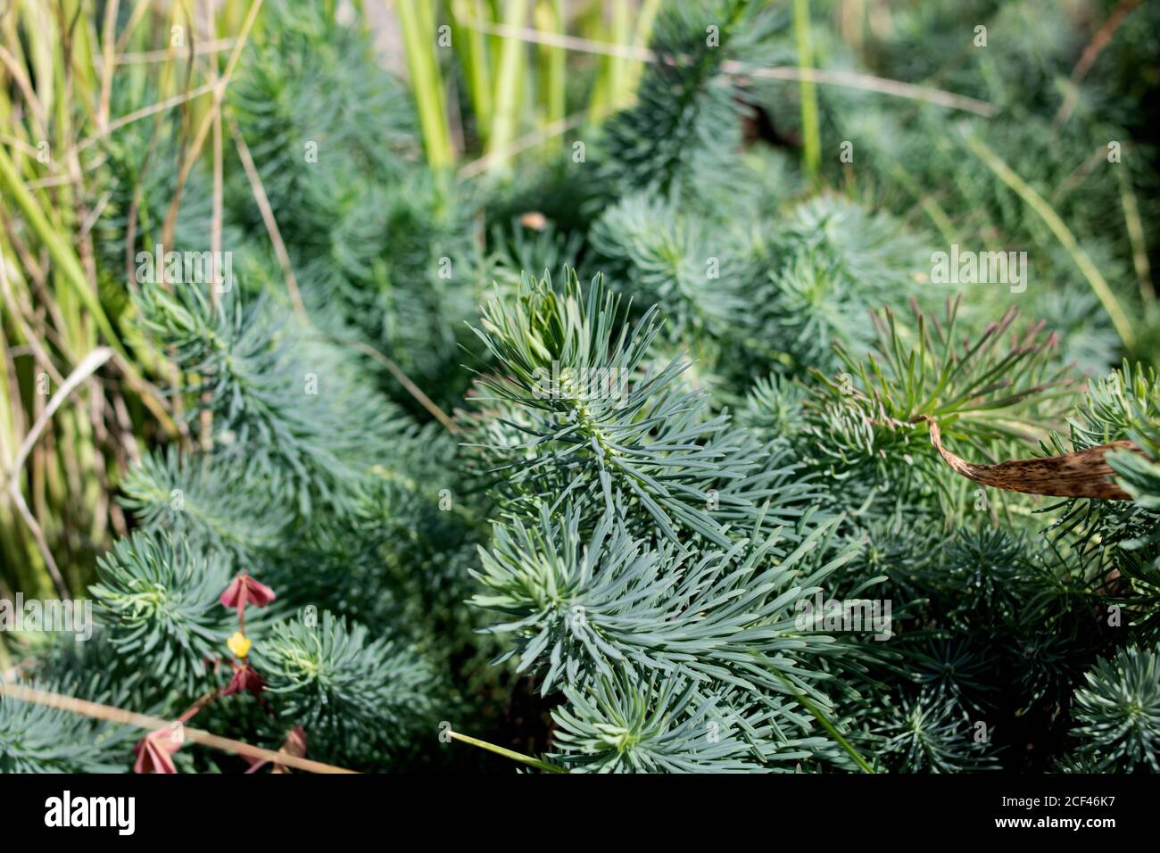 Long thin green leaves hi-res stock photography and images - Alamy