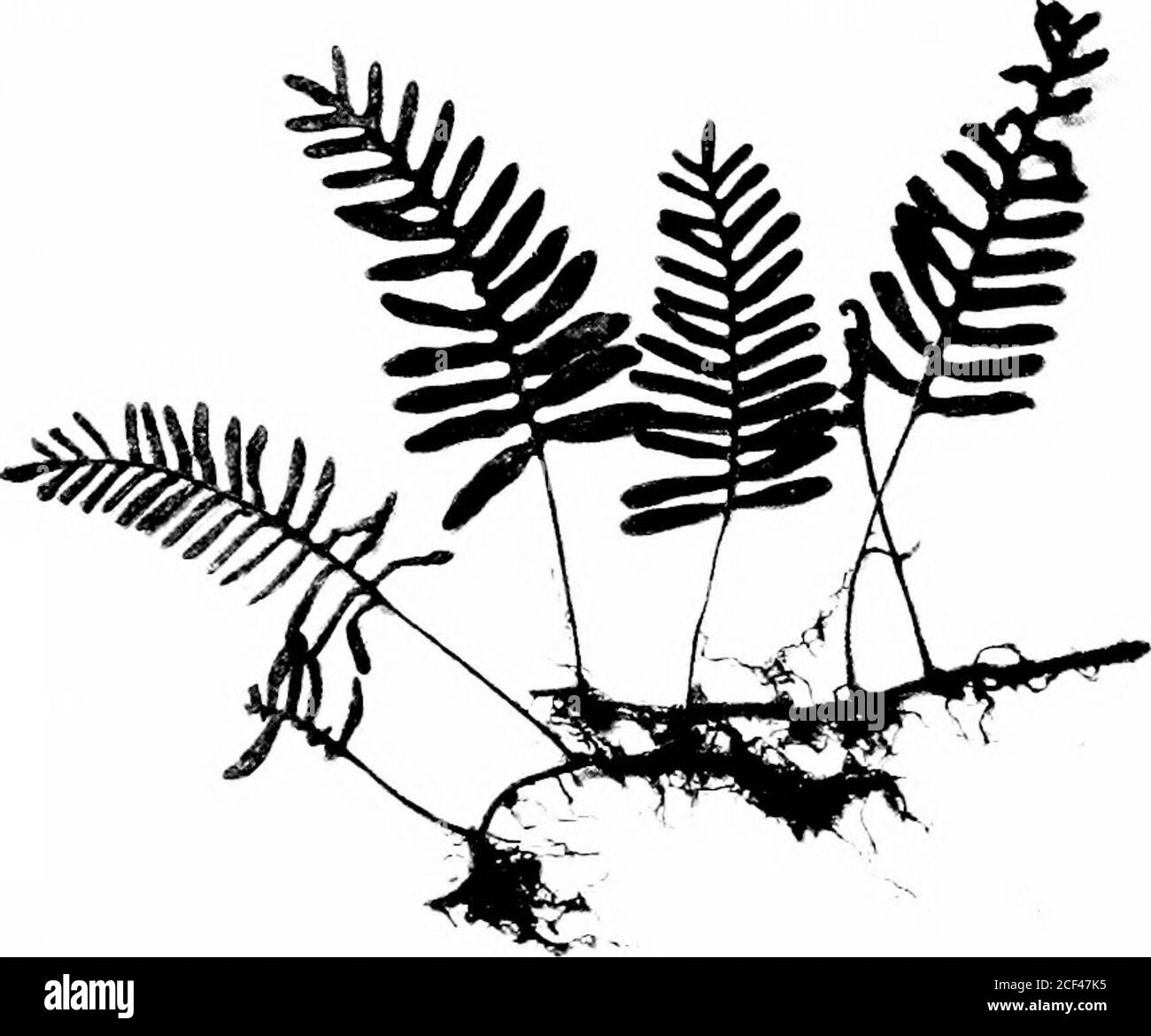 Fern melrose hi-res stock photography and images - Alamy