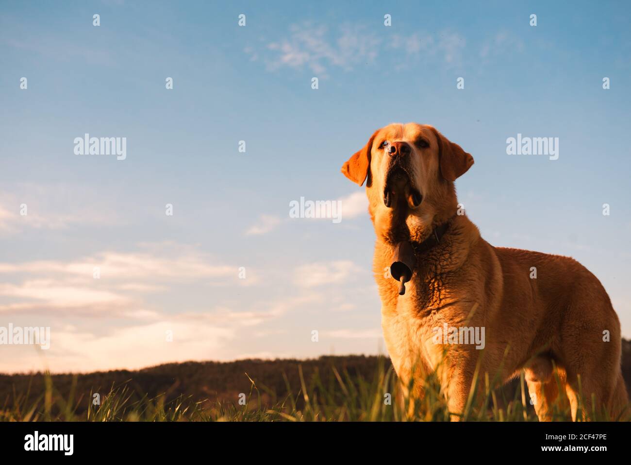 Funny domestic dog standing between meadow with green grass and blue ...