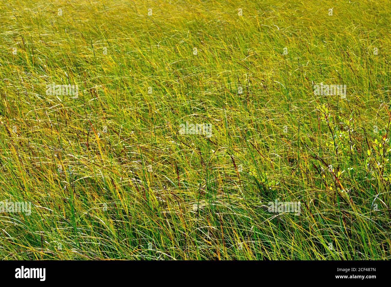 Marsh grasses hi-res stock photography and images - Alamy