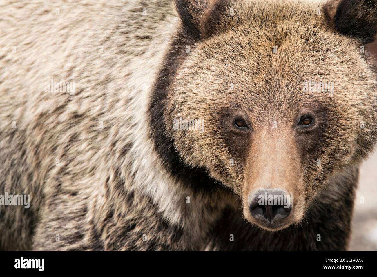 Grizzly bear close up Stock Photo - Alamy