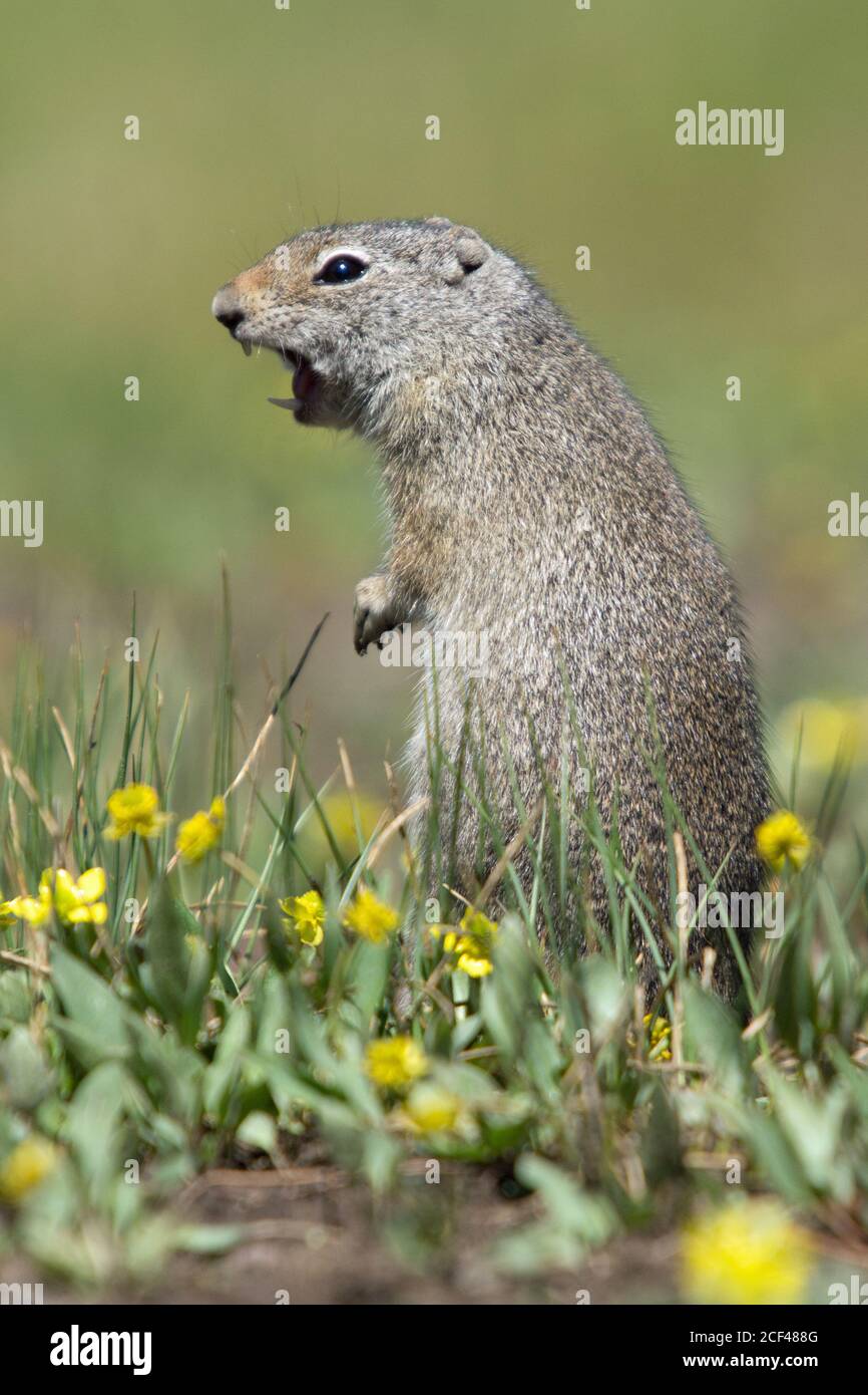 Ground burrowing animal hi-res stock photography and images - Alamy