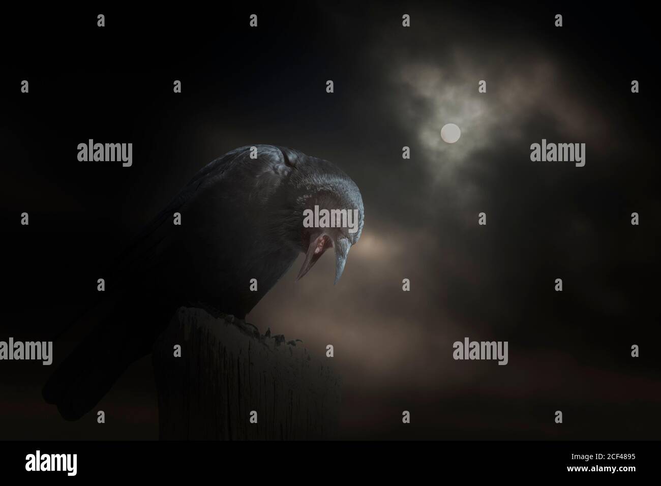 Creepy and dark background with a crow Stock Photo - Alamy