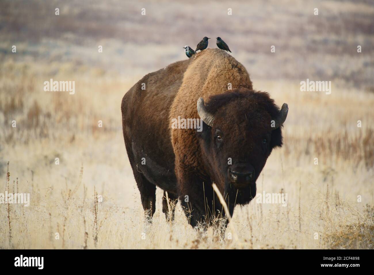 Bull bison hi-res stock photography and images - Alamy