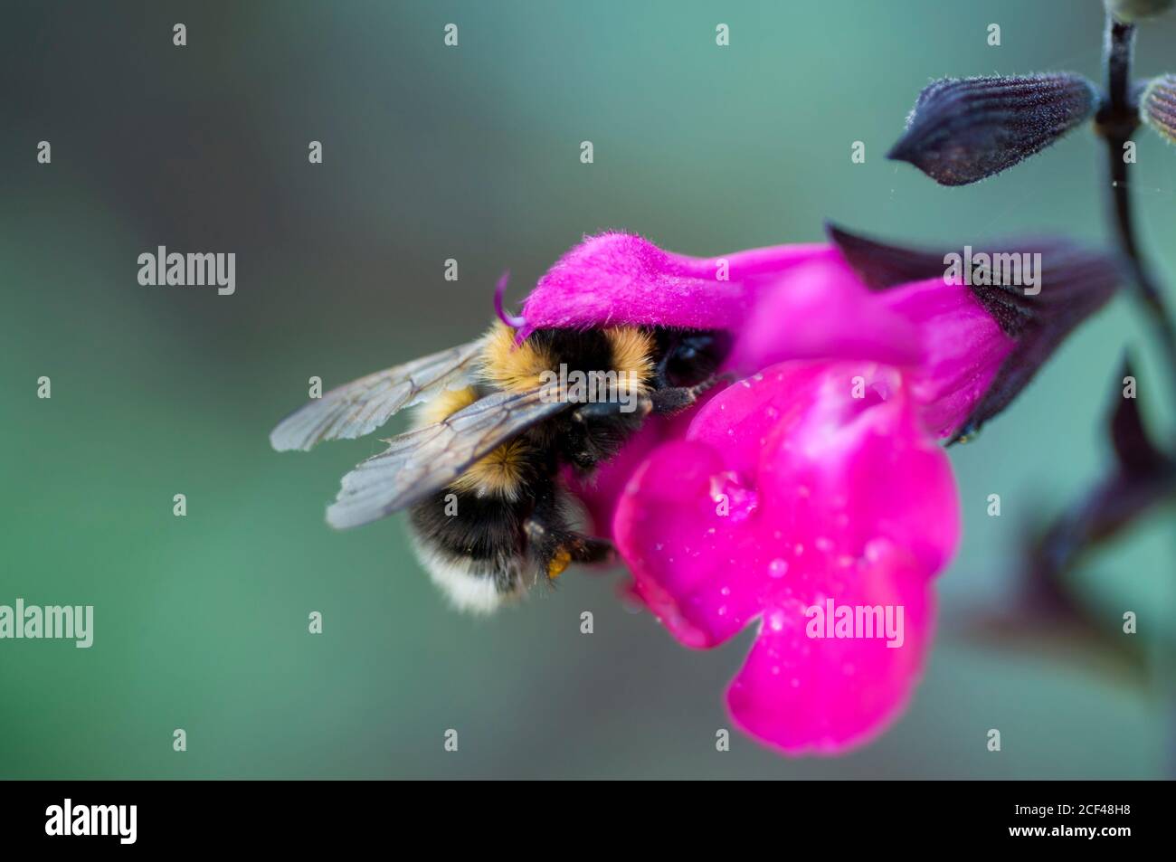 macro shot of a bumblebee in a purple flower Stock Photo - Alamy