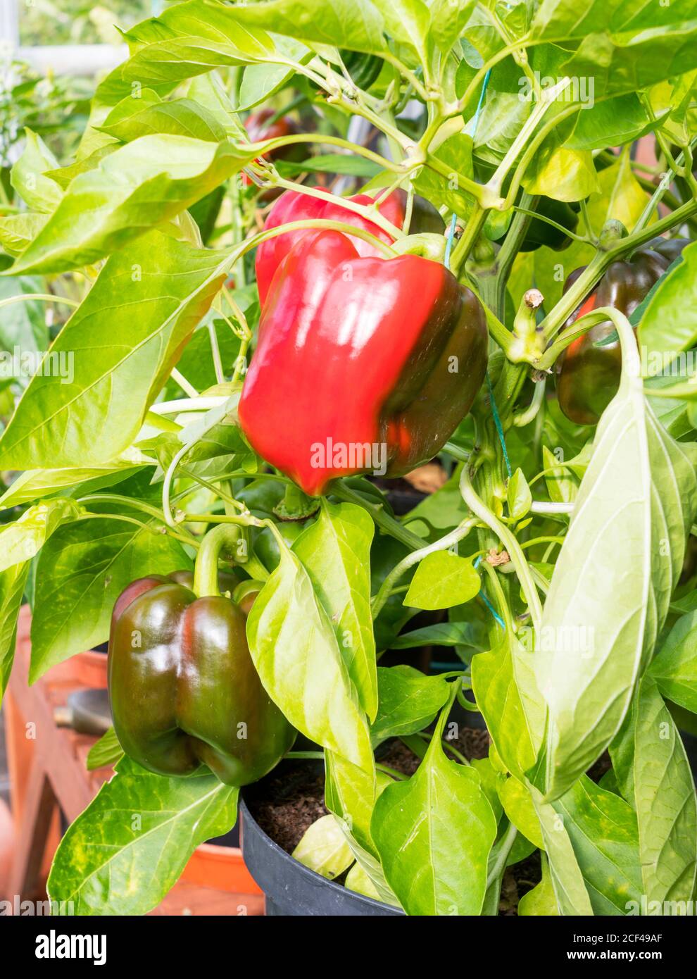 Sweet peppers greenhouse hi-res stock photography and images - Alamy