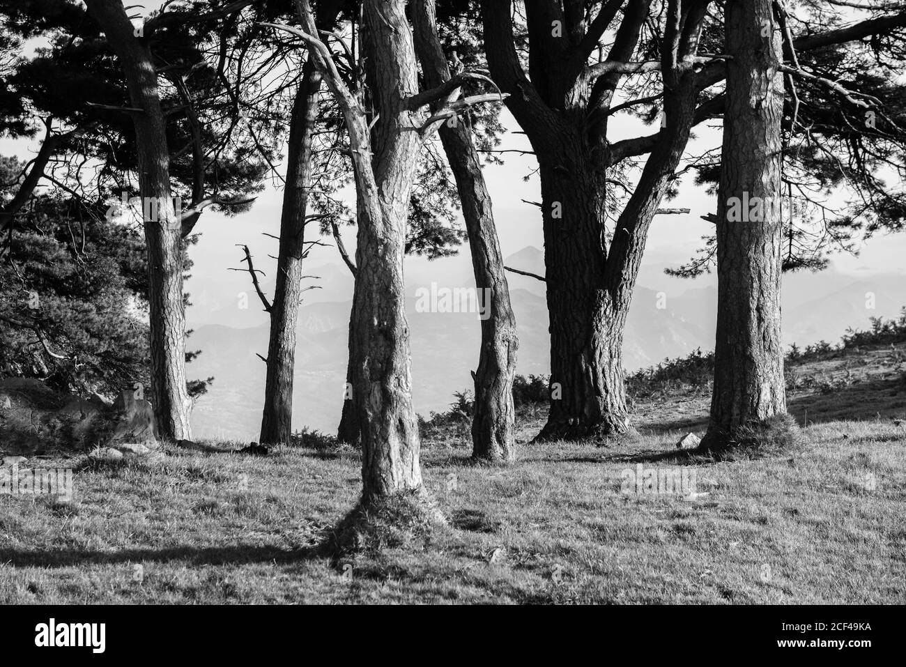 Autumnal forest landscape with old big trees in autumnal forest Stock ...